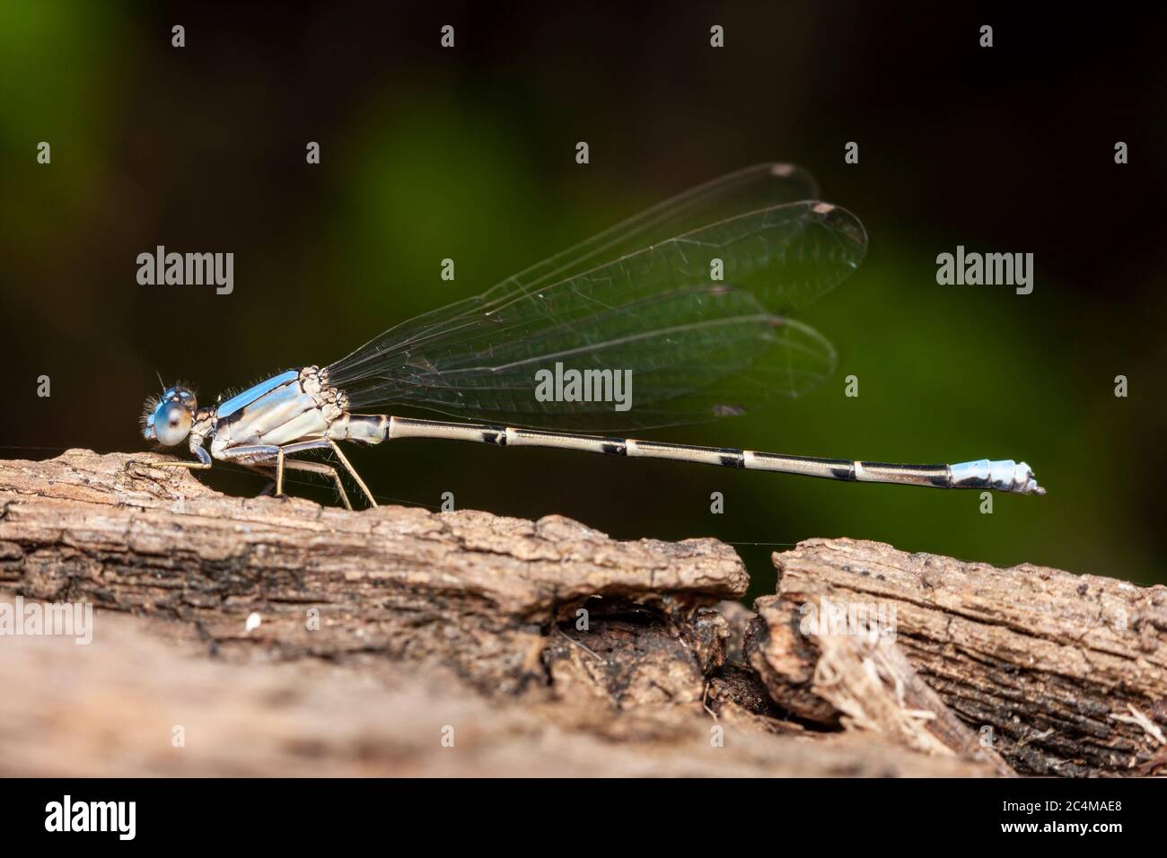 Blue fronted dancers hi-res stock photography and images - Alamy