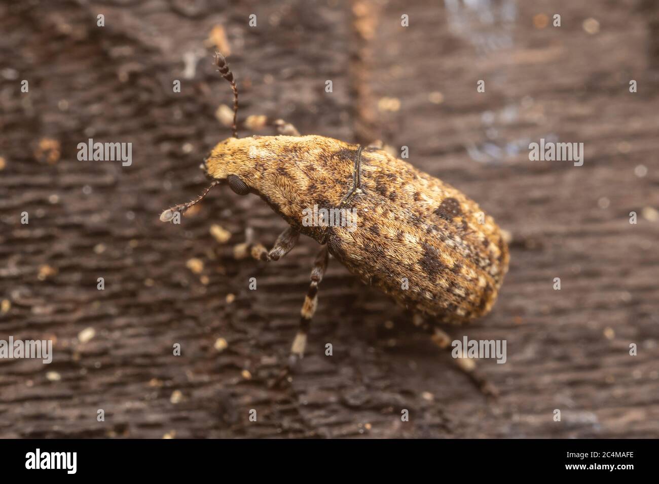 Marbled Fungus Weevil (Euparius marmoreus Stock Photo - Alamy