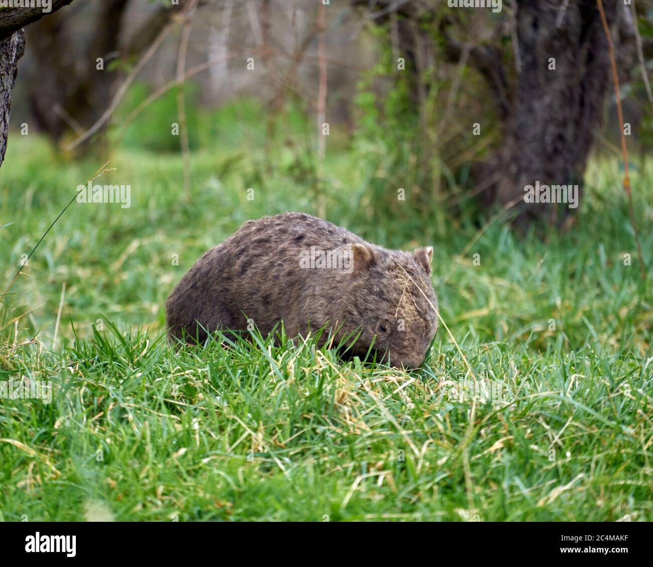 Wombat hill hi-res stock photography and images - Alamy
