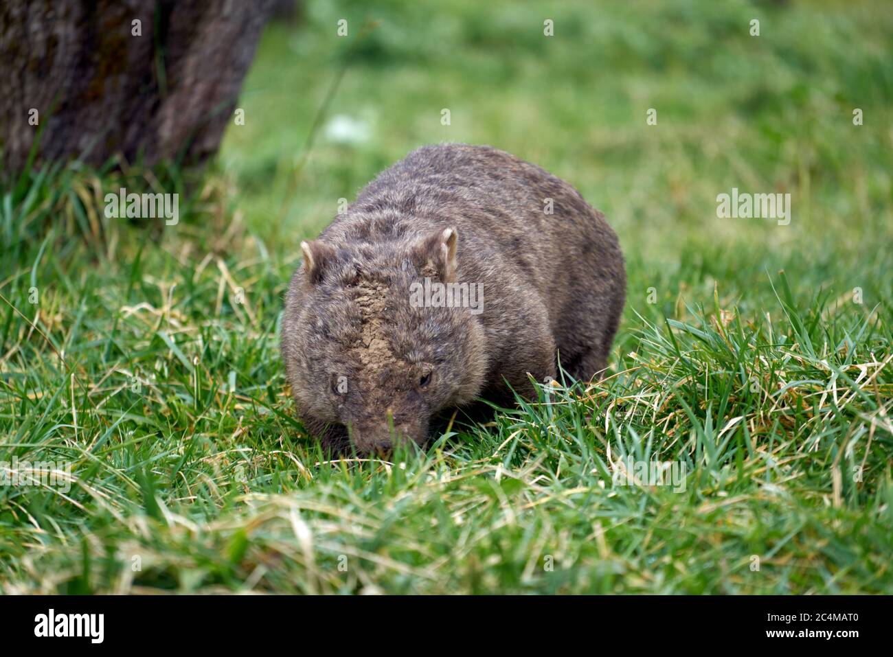 Candlebark Park, Wombat Stock Photo - Alamy