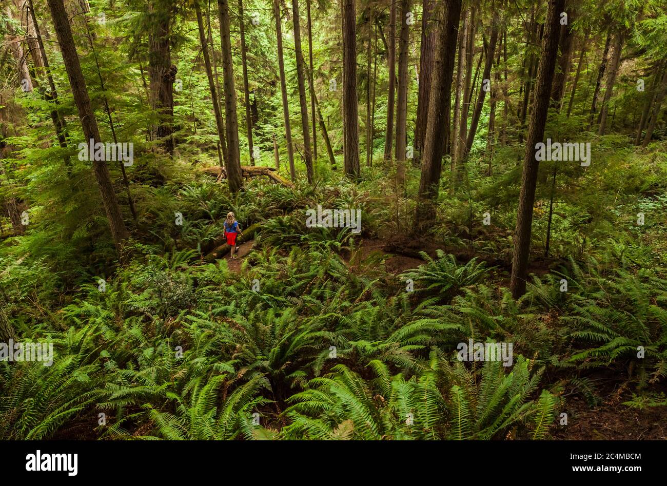 Washington state ferns hi-res stock photography and images - Alamy