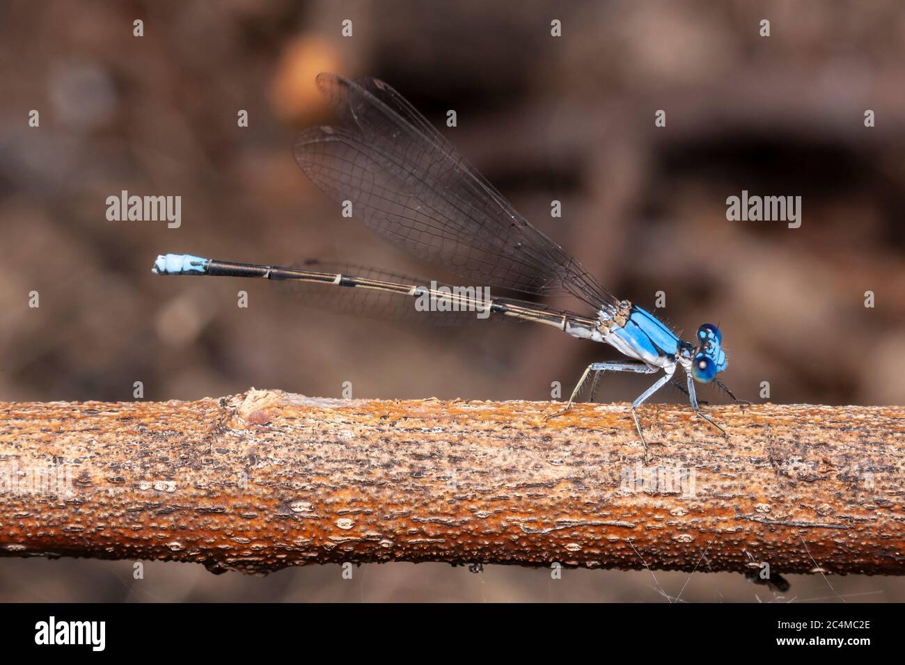 Blue-fronted Dancer (Argia apicalis) - Male Stock Photo - Alamy