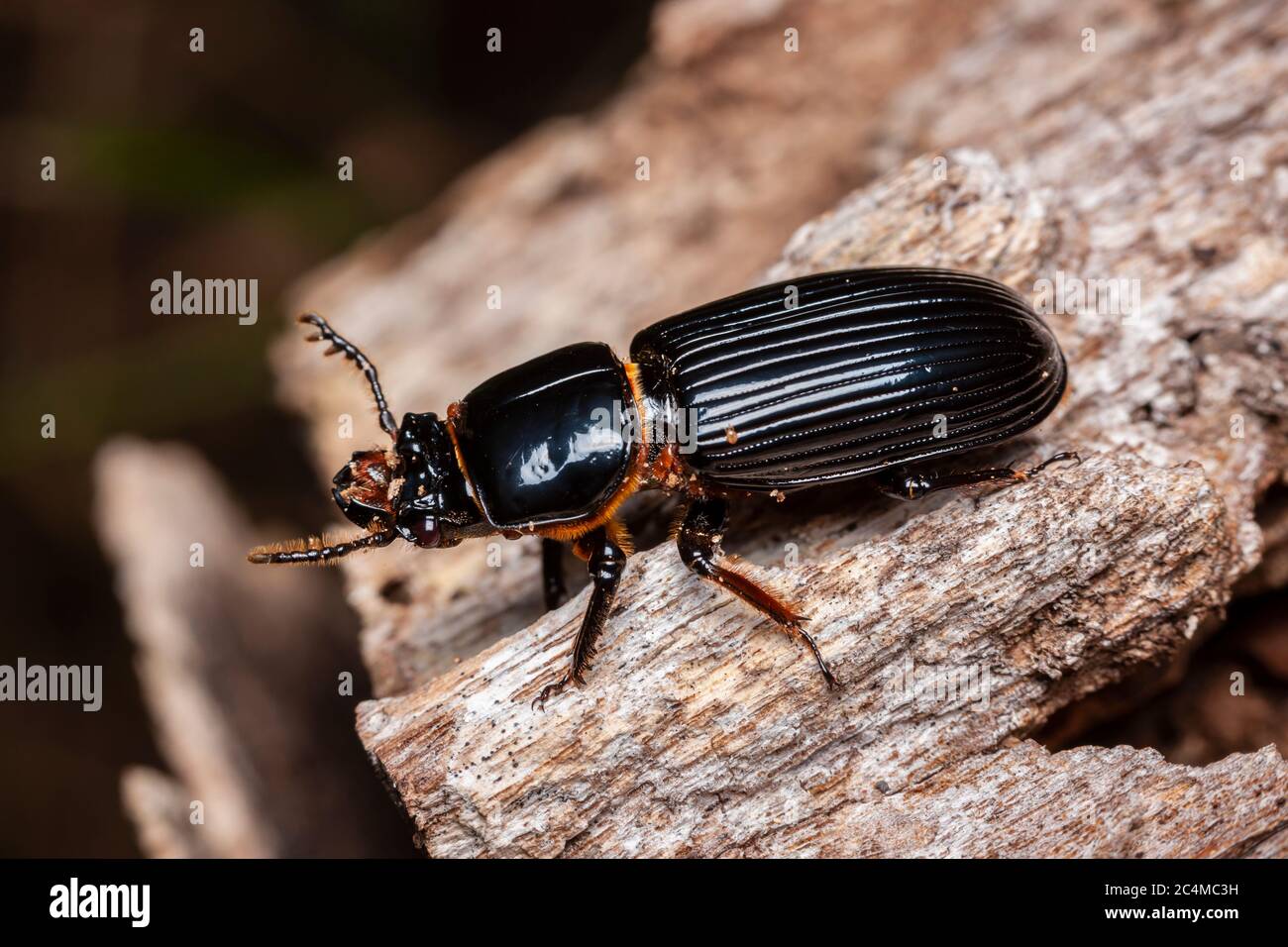 Horned Passalus (Odontotaenius disjunctus Stock Photo - Alamy