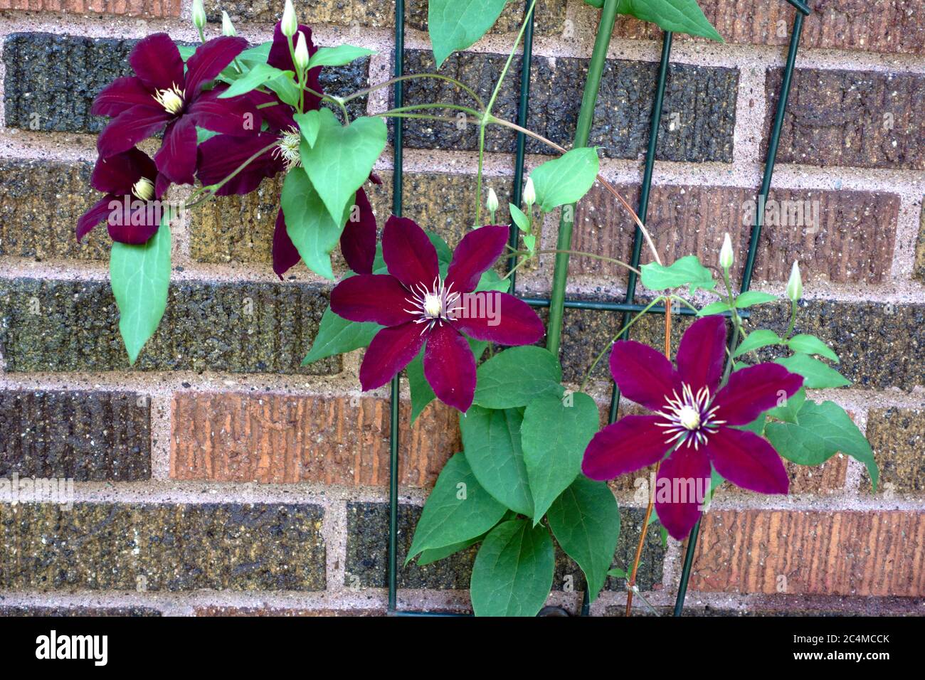 Clematis Vine On Wall