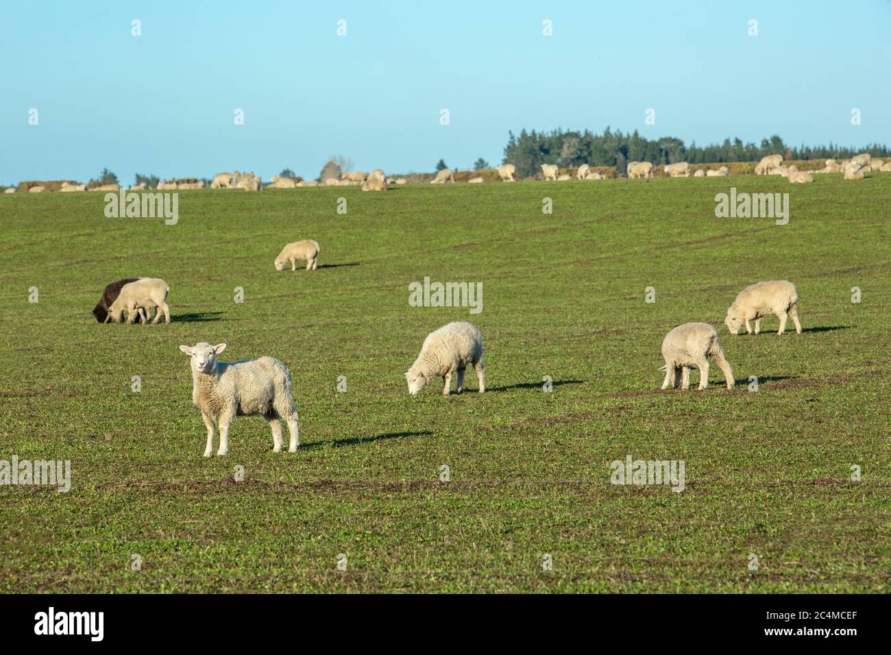 Beautiful landscape of the New Zealand - hills covered by green grass with herds of sheep with ...