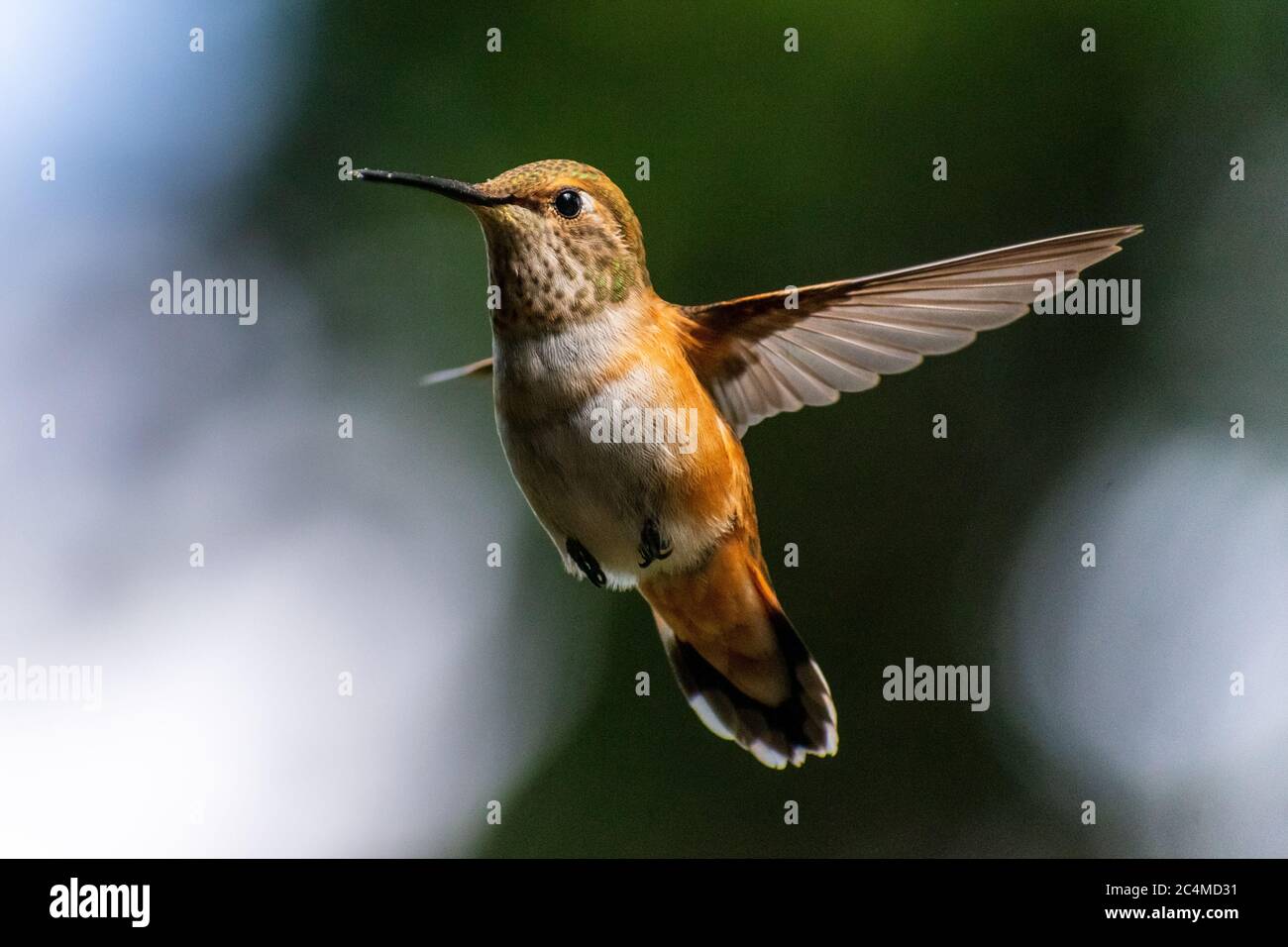 A Rufous hummingbird in flight, seen in May in Washington State Stock ...