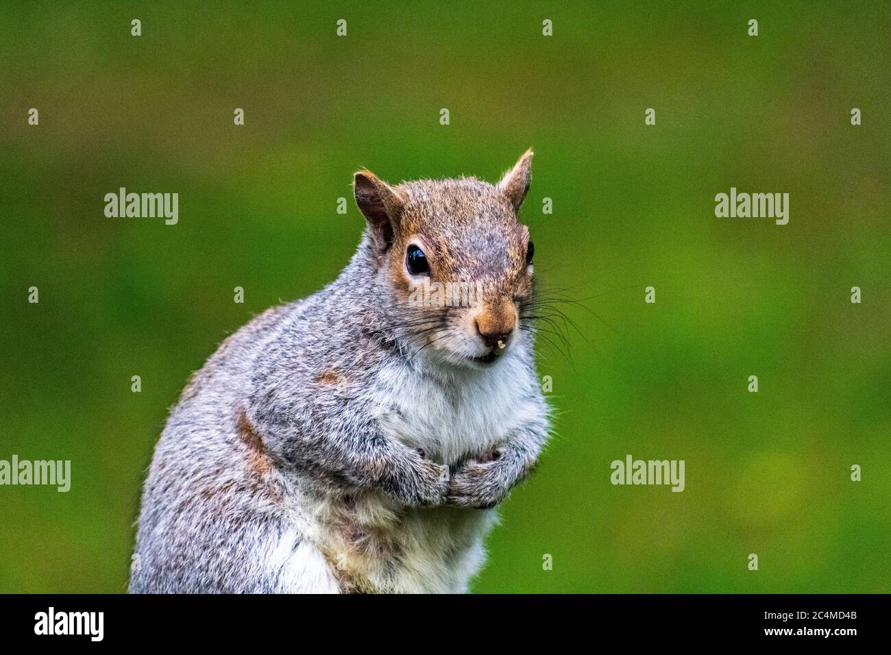 Grey squirrel in backyard Stock Photo - Alamy