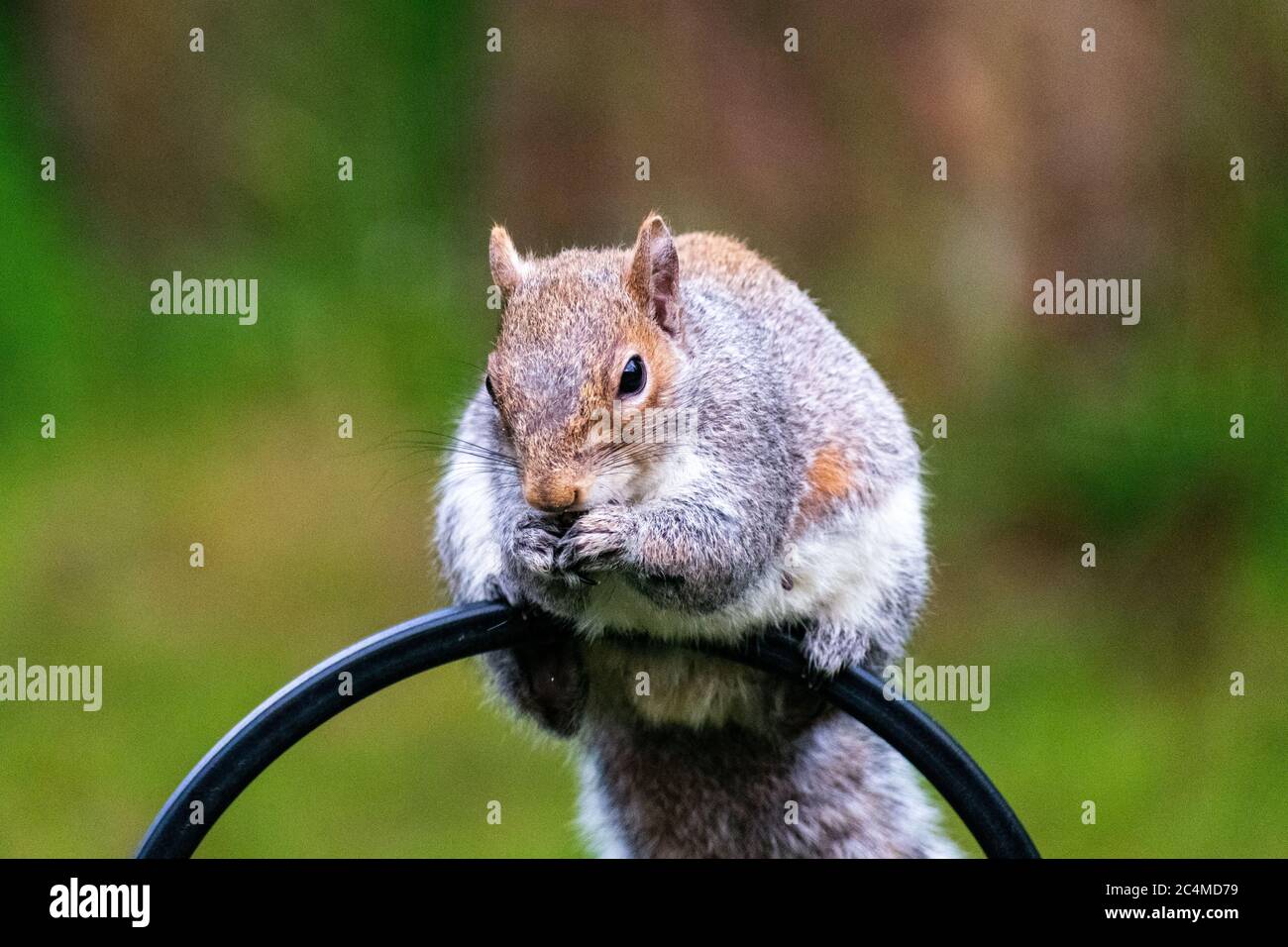 Gray squirrel jumping hi-res stock photography and images - Alamy