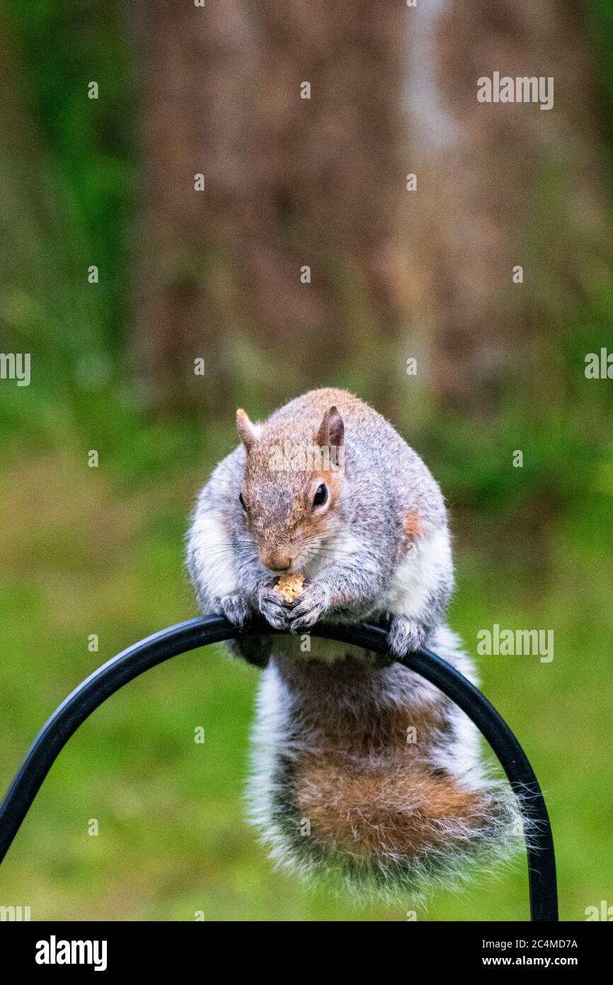 Gray squirrel jumping hi-res stock photography and images - Alamy