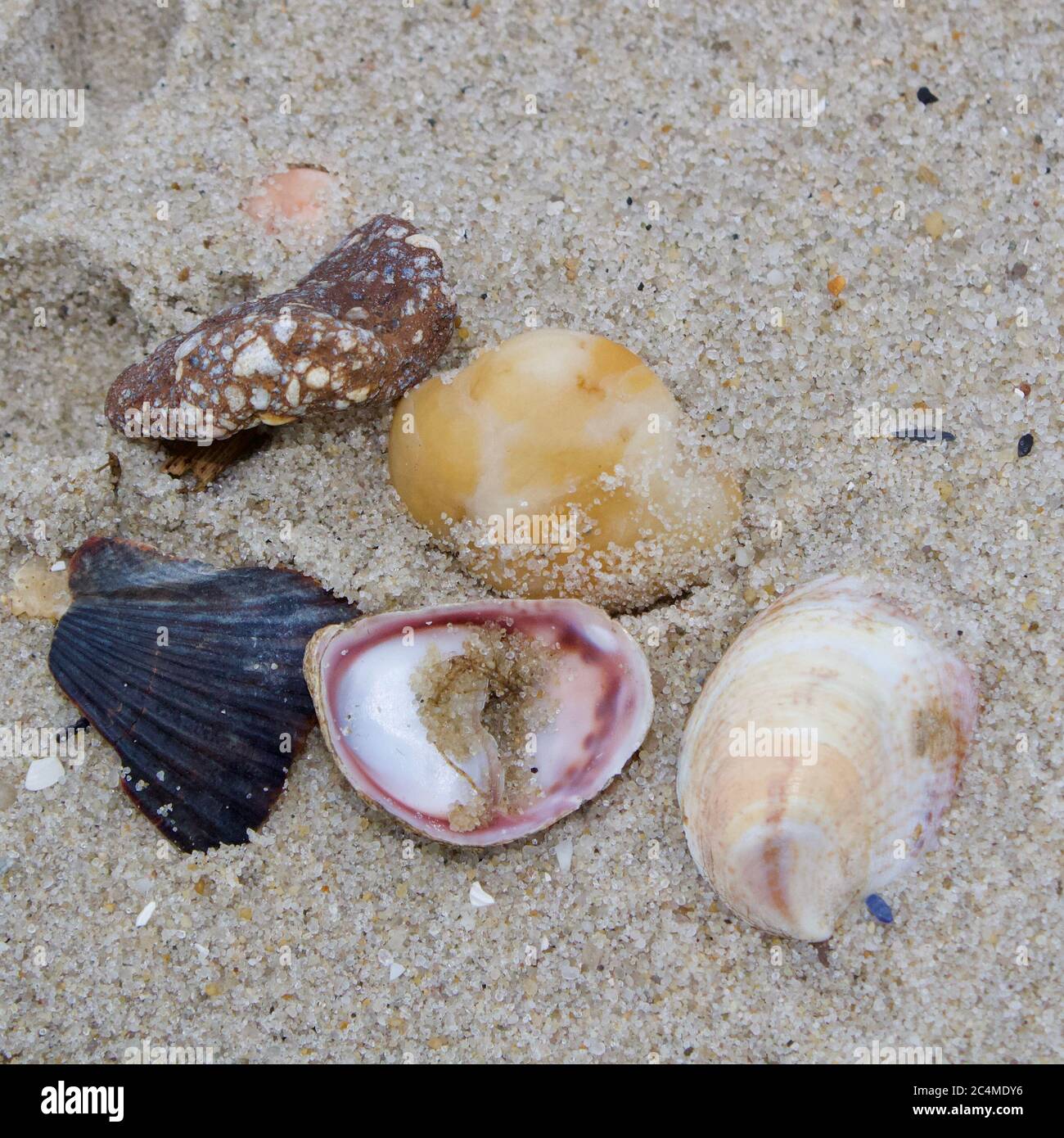 Black and white sea shells hi-res stock photography and images - Alamy