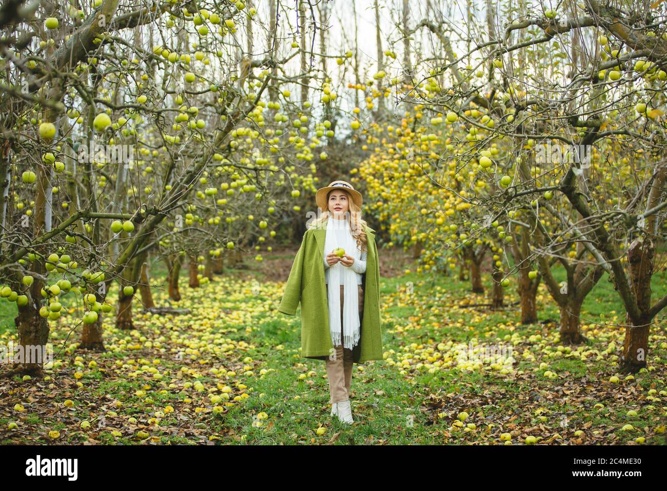 Beautiful asian woman picking a green apple in apple orchard Stock ...