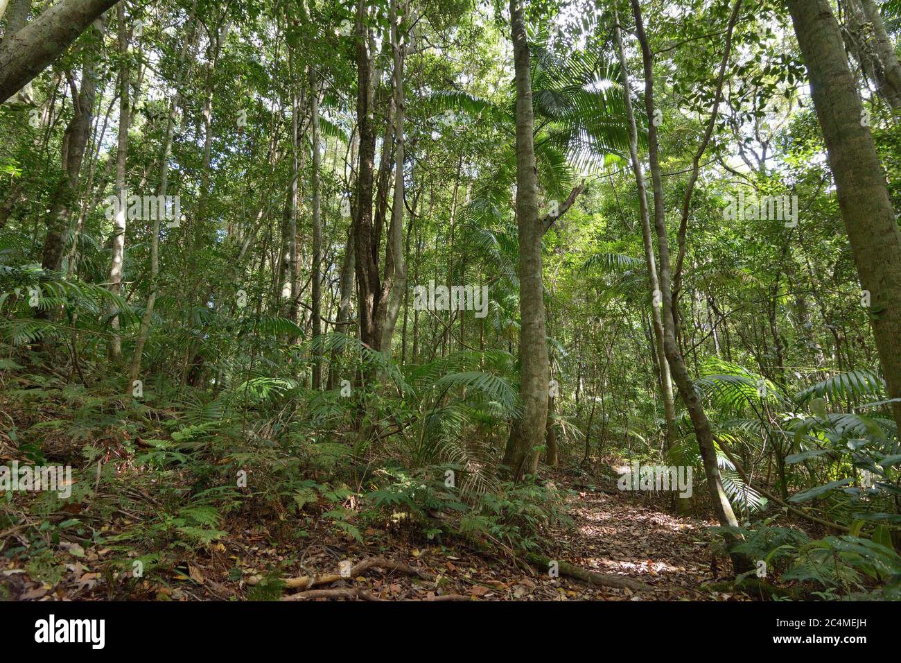 Wet sclerophyll forest and rainforest at Katandra Reserve, NSW Central ...