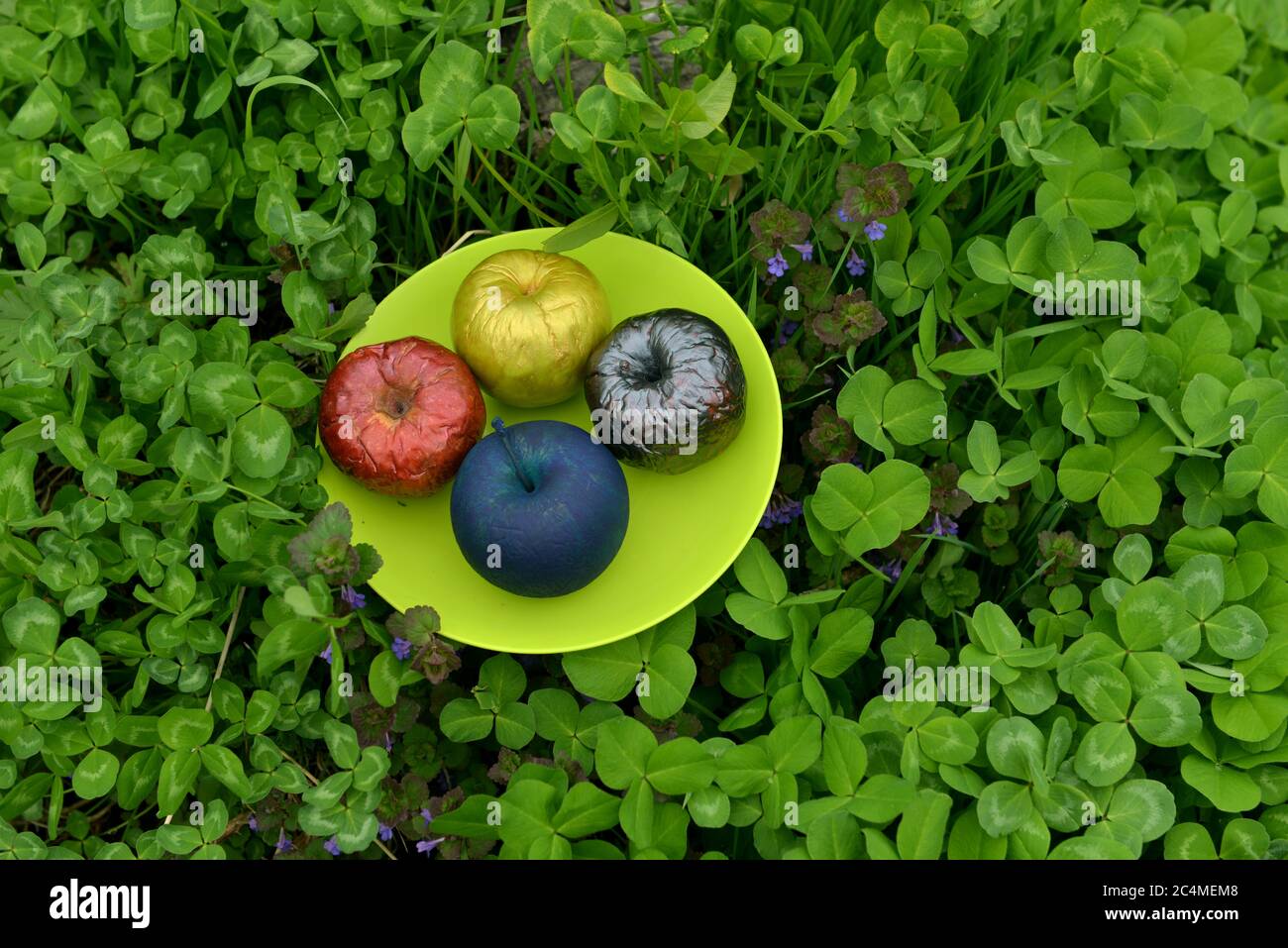 Painted or poisonous magical apples on the plate in the clover grass ...
