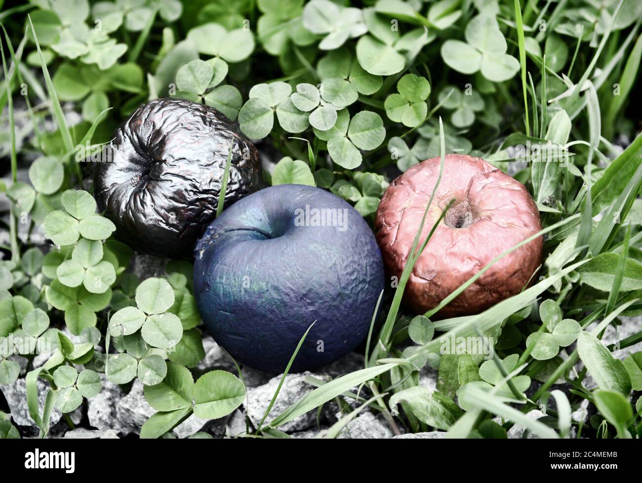 Three colorful poisonous or painted apples in the clover grass ...