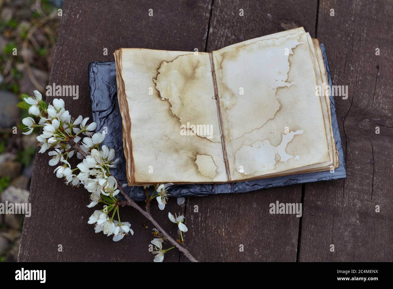 Vintage open diary with empty pages and blooming tree branch on wooden ...