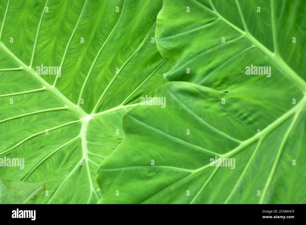 Large heart shaped green leaves of Elephant ear or taro (Colocasia ...