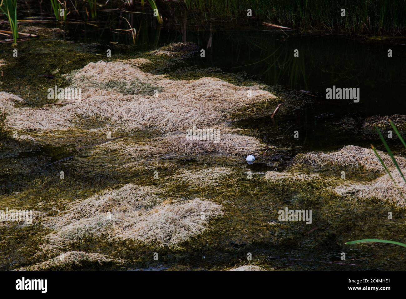 A golf ball is stuck in the muck of a particularly swampy water hazard ...