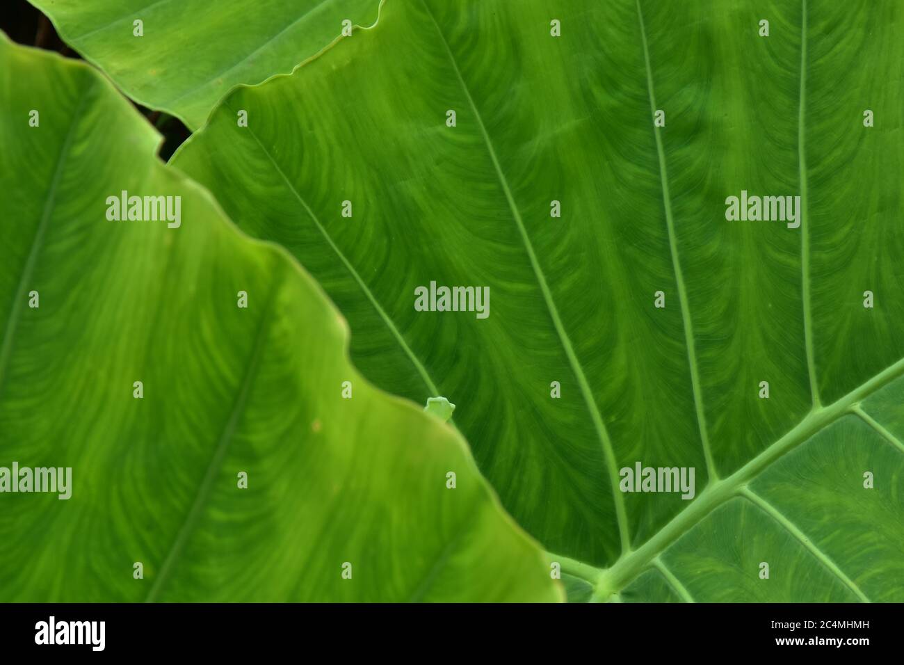 Large heart shaped green leaves of Elephant ear or taro (Colocasia ...