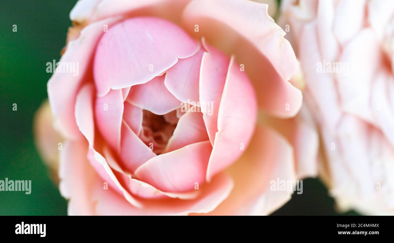 Tender roses. Background of blooming roses flowers. Sunny natural light ...