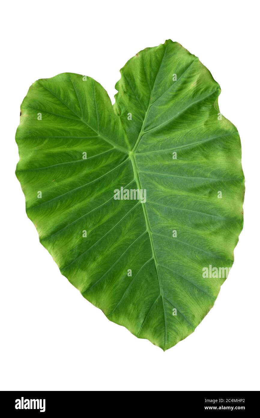 Large heart shaped green leaves of Elephant ear or taro (Colocasia ...