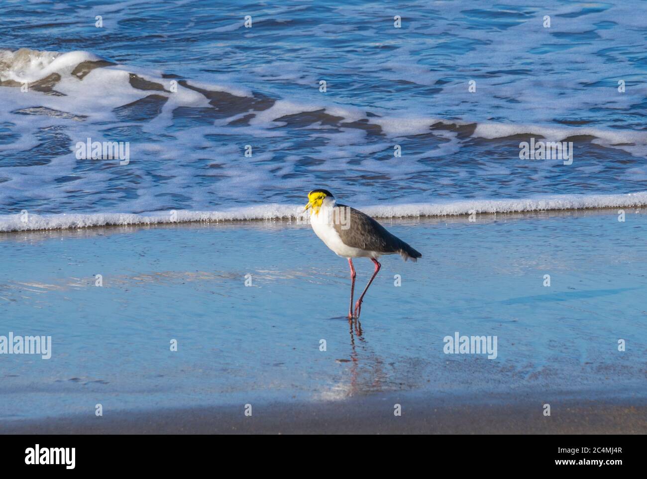 masked lapwing (Vanellus miles), also known as the masked plover ...