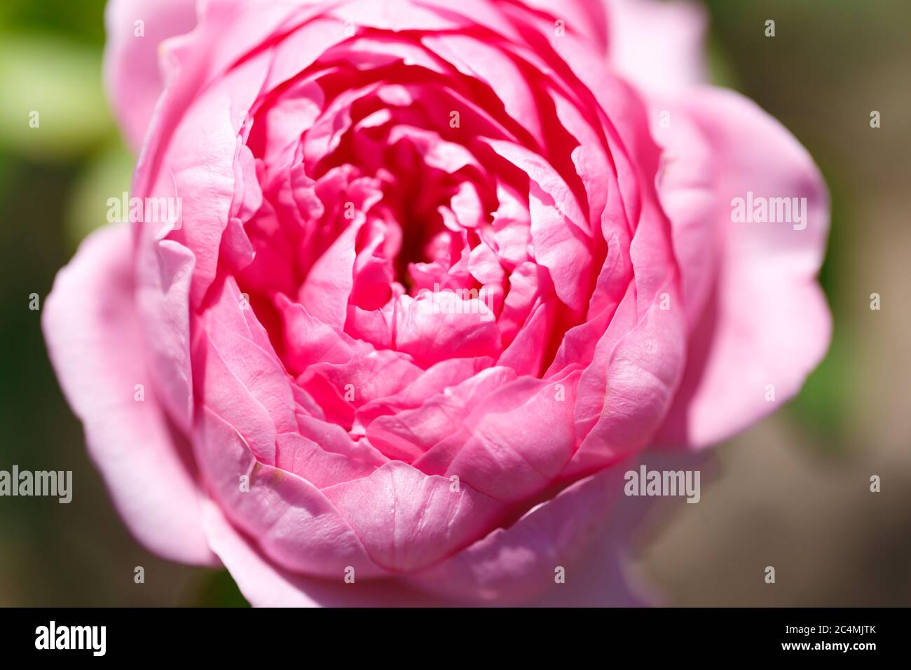 Tender roses. Background of blooming roses flowers. Sunny natural light ...
