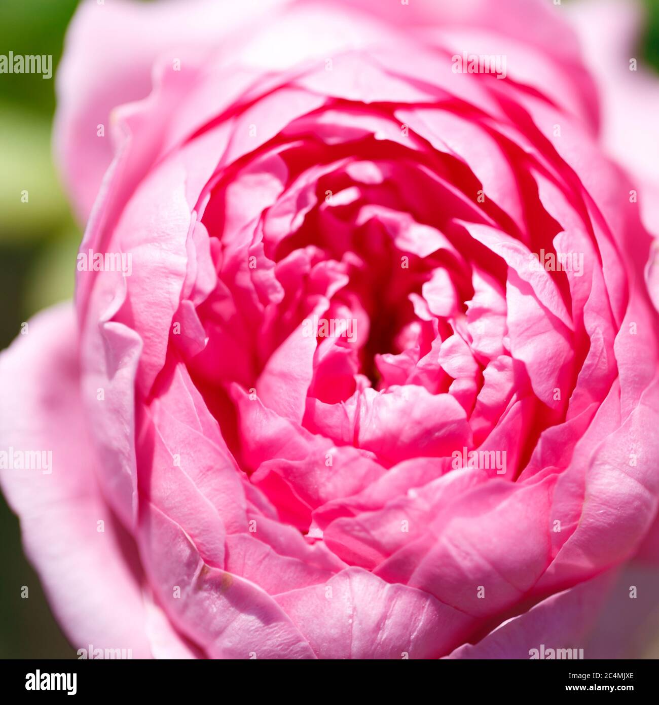 Tender roses. Background of blooming roses flowers. Sunny natural light ...