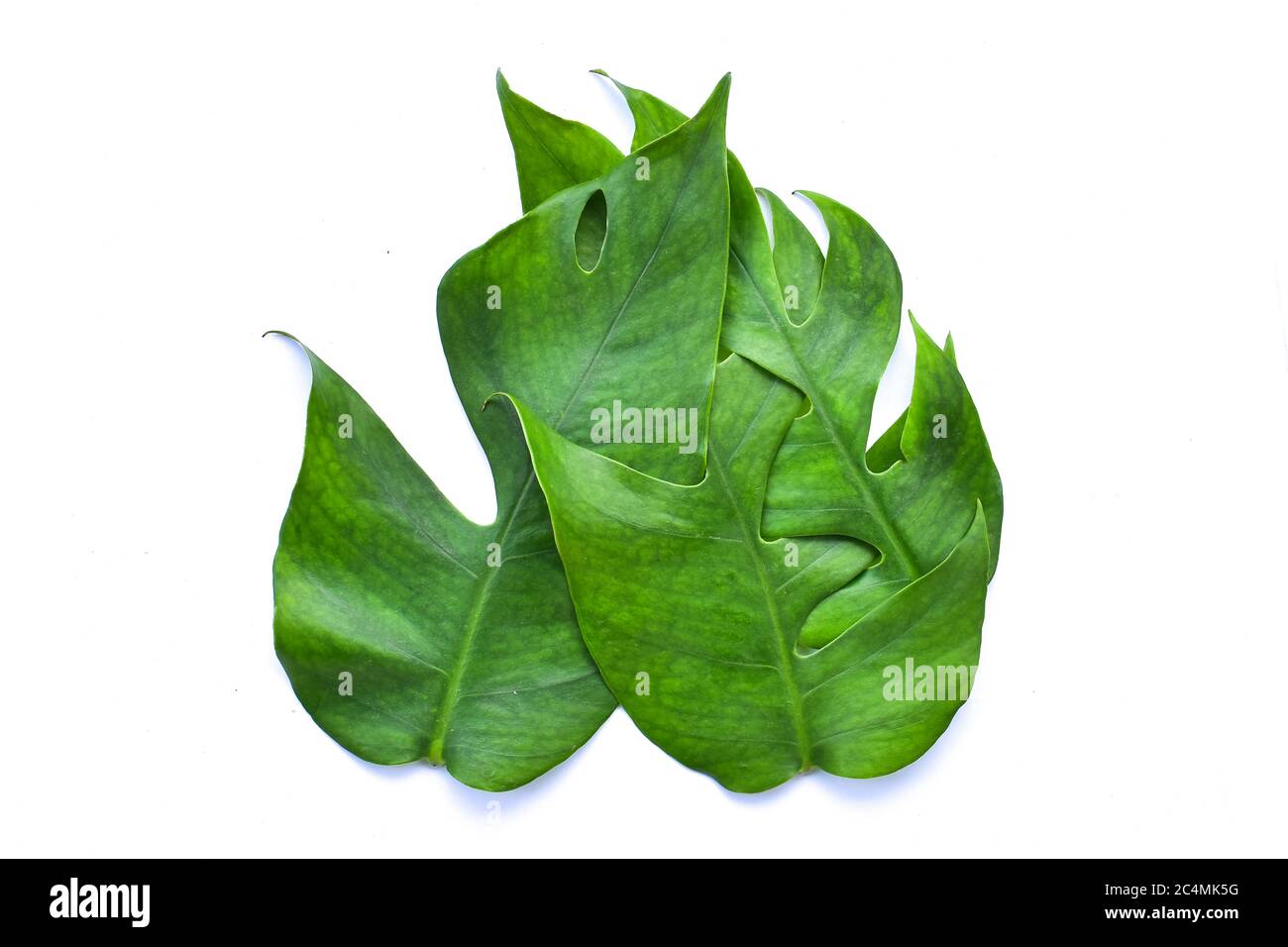 monstera leaf isolated on a white background, including clipping paths ...