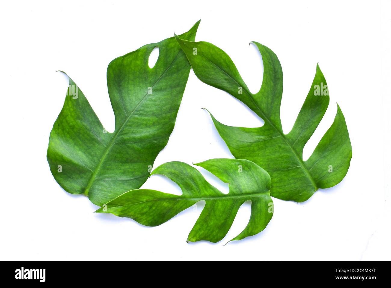 monstera leaf isolated on a white background, including clipping paths ...