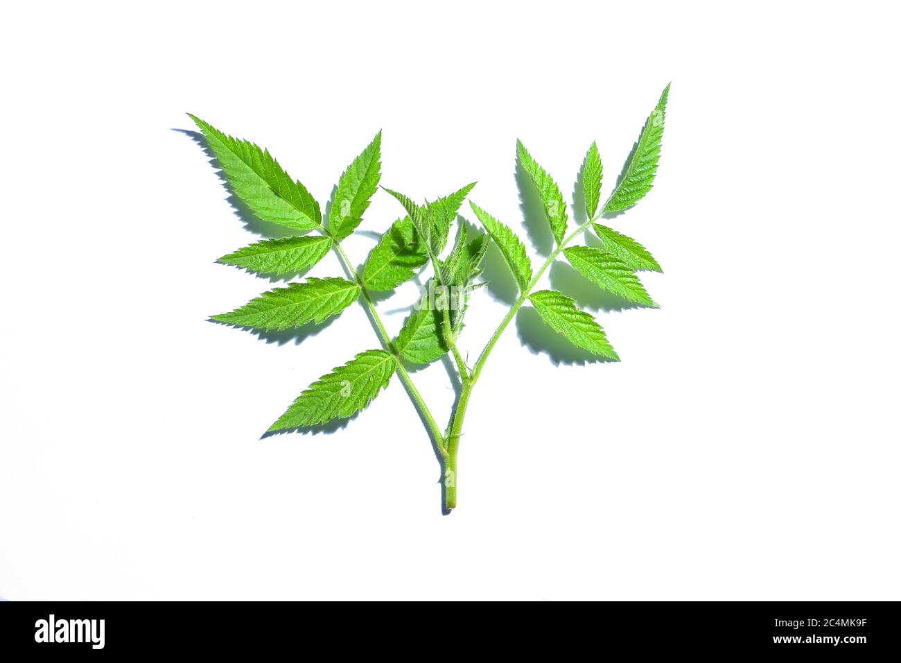 Fresh green raspberry leaf on white background. HD Image and Large ...