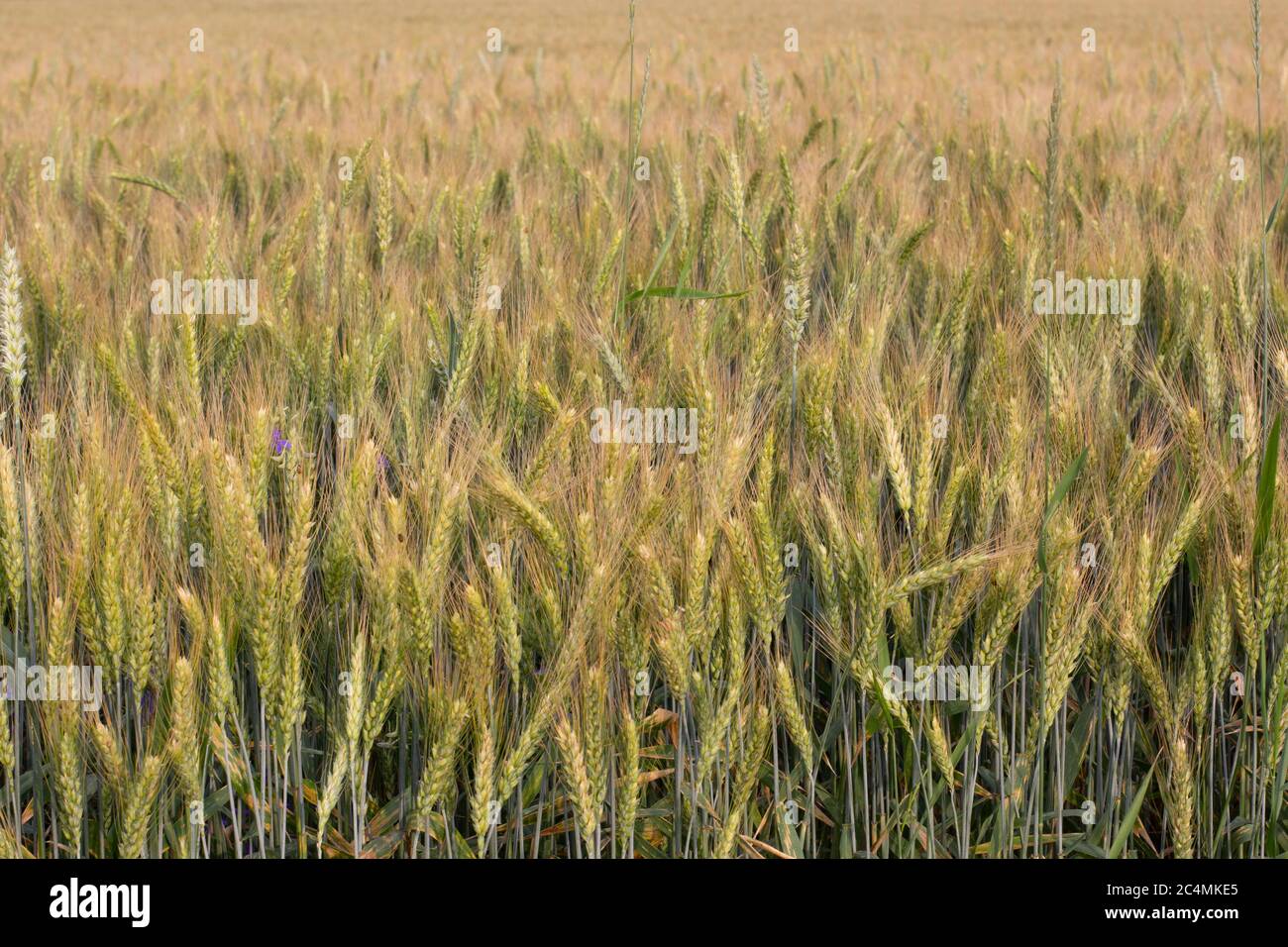 Spikelets of green barley in the field. Background from ripening grain ...