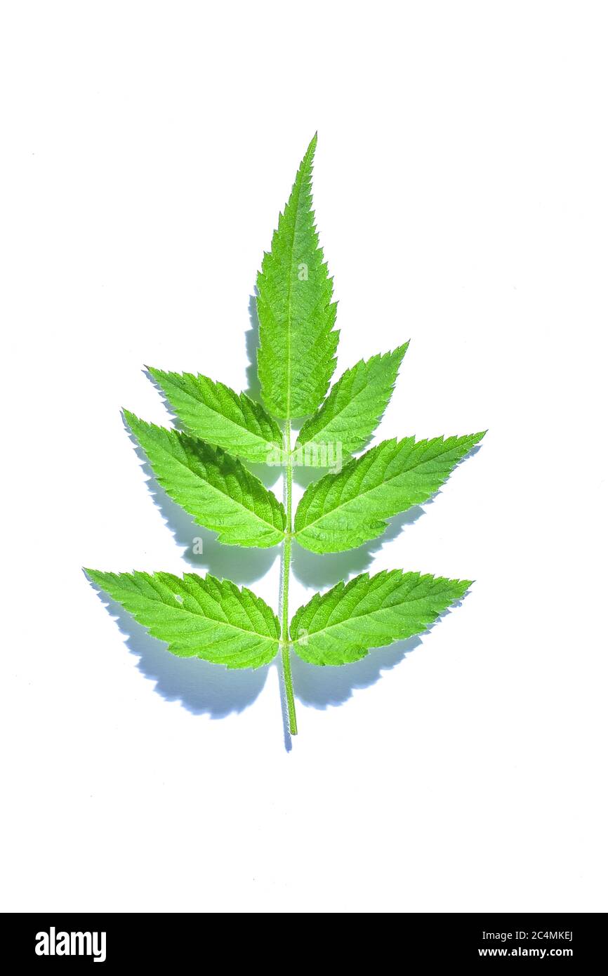 Green leaves wallpaper hd Cut Out Stock Images & Pictures - Alamy