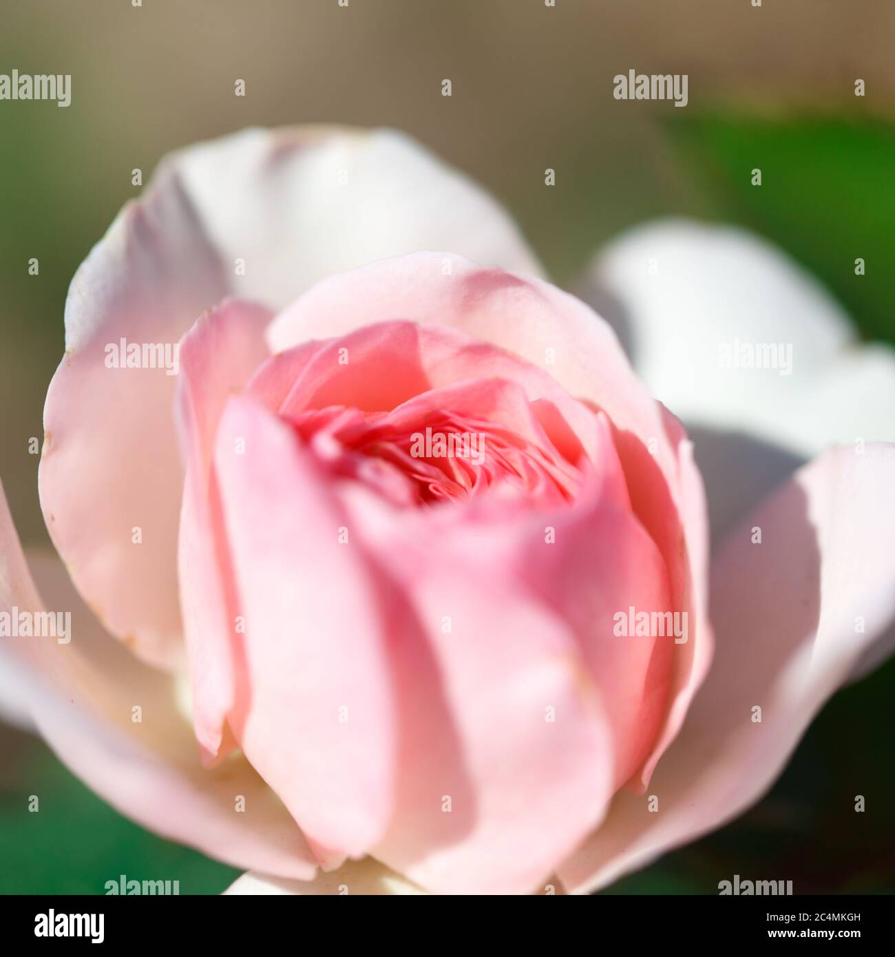Tender roses. Background of blooming roses flowers. Sunny natural light ...