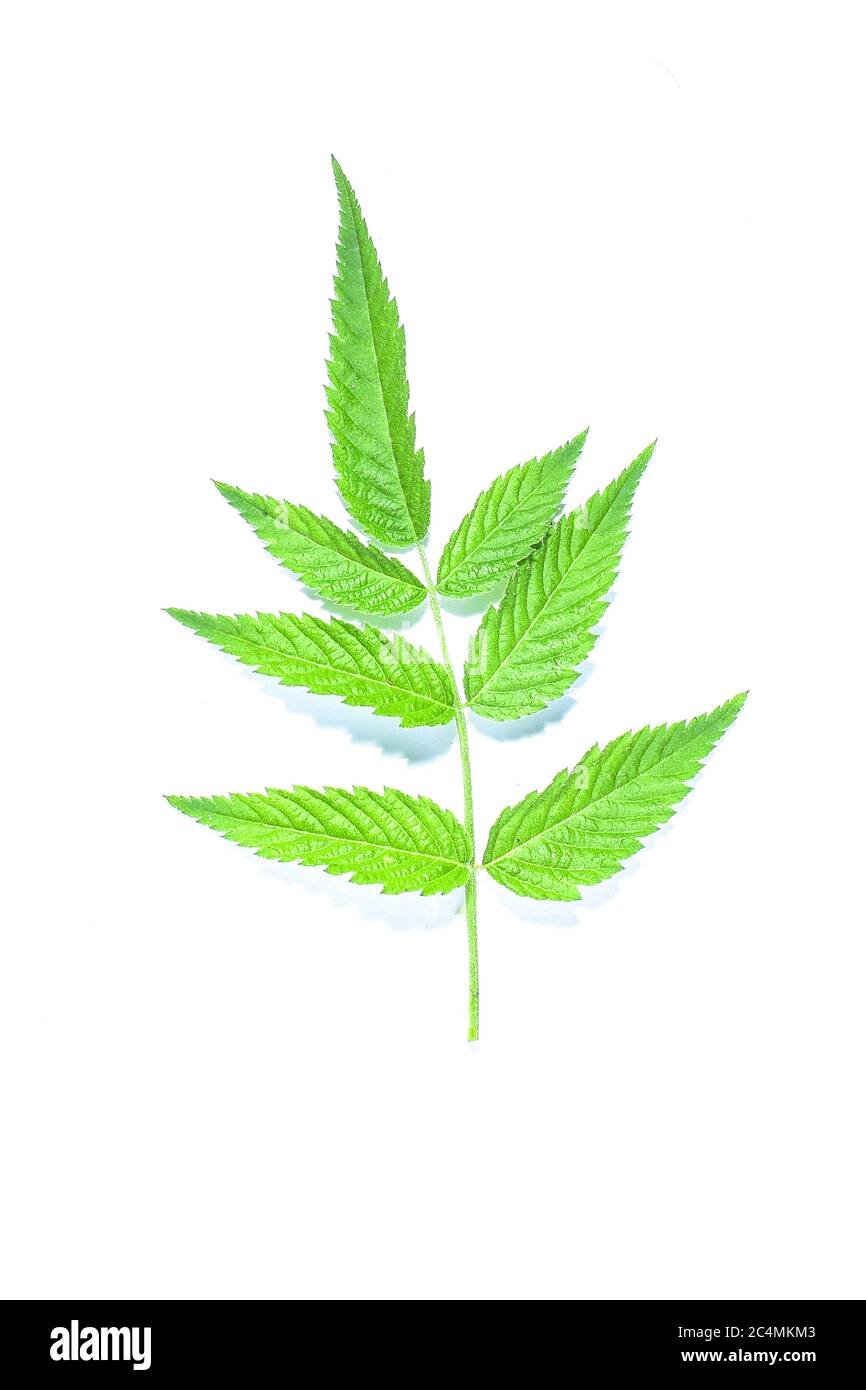 Fresh green raspberry leaf on white background. HD Image and Large ...