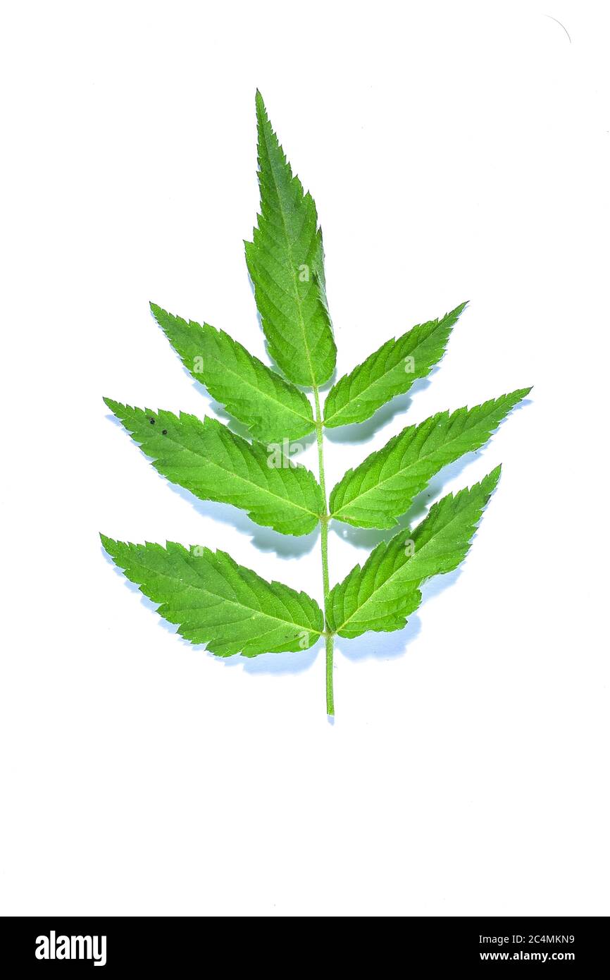 Green leaves hd wallpaper Cut Out Stock Images & Pictures - Alamy