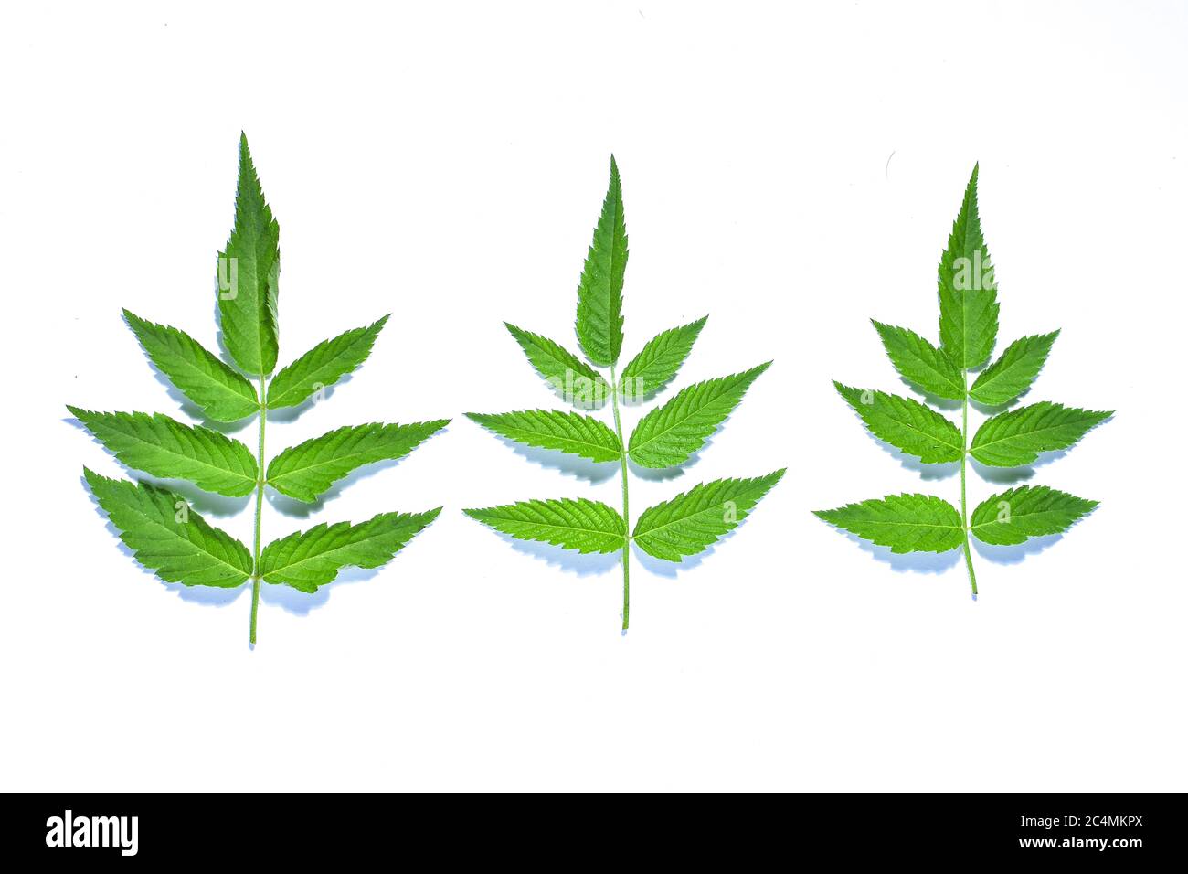 Fresh green raspberry leaf on white background. HD Image and Large ...