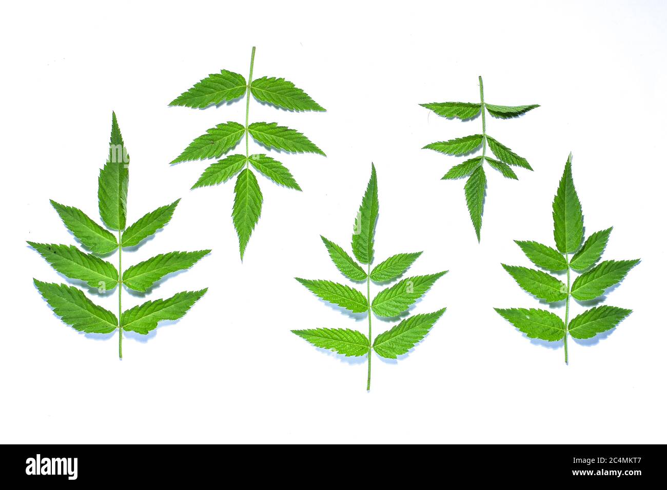 Fresh green raspberry leaf on white background. HD Image and Large ...