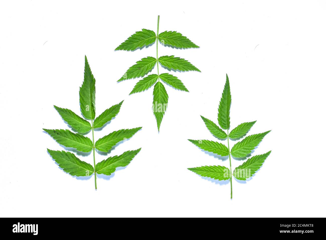 Fresh green raspberry leaf on white background. HD Image and Large ...