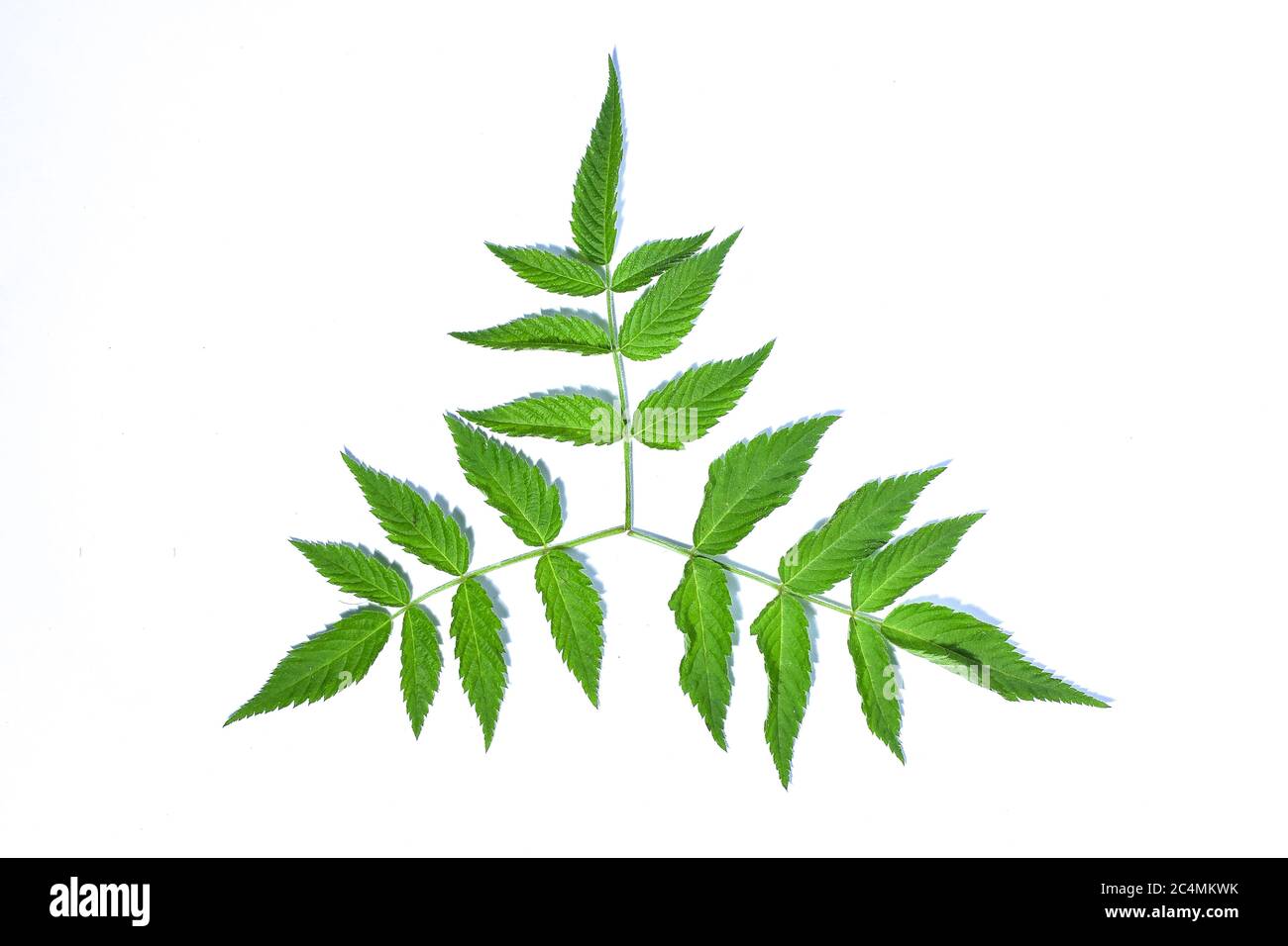 Fresh green raspberry leaf on white background. HD Image and Large ...