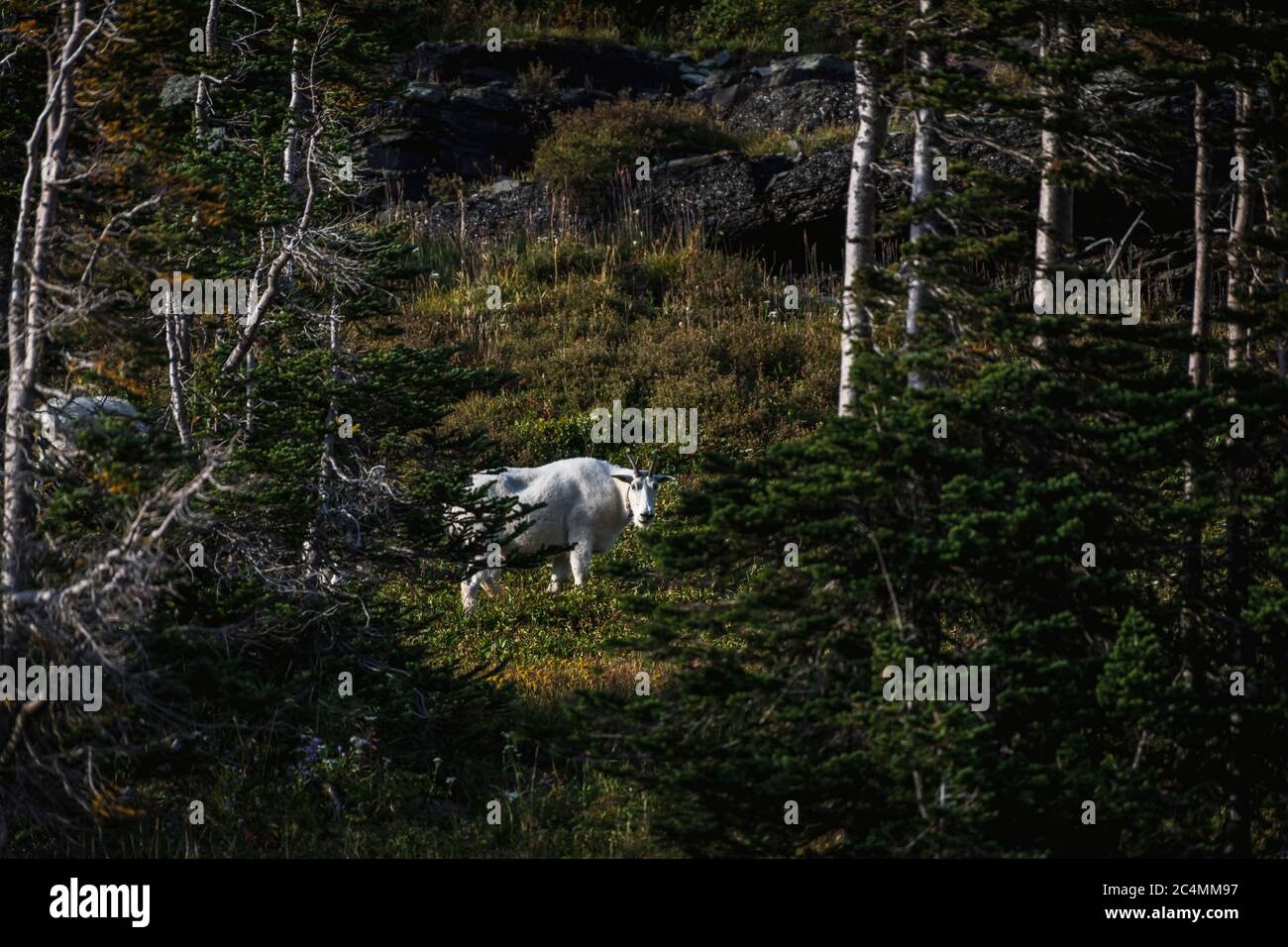 Mountain goats are often seen in the Logan Pass of Glacier National ...