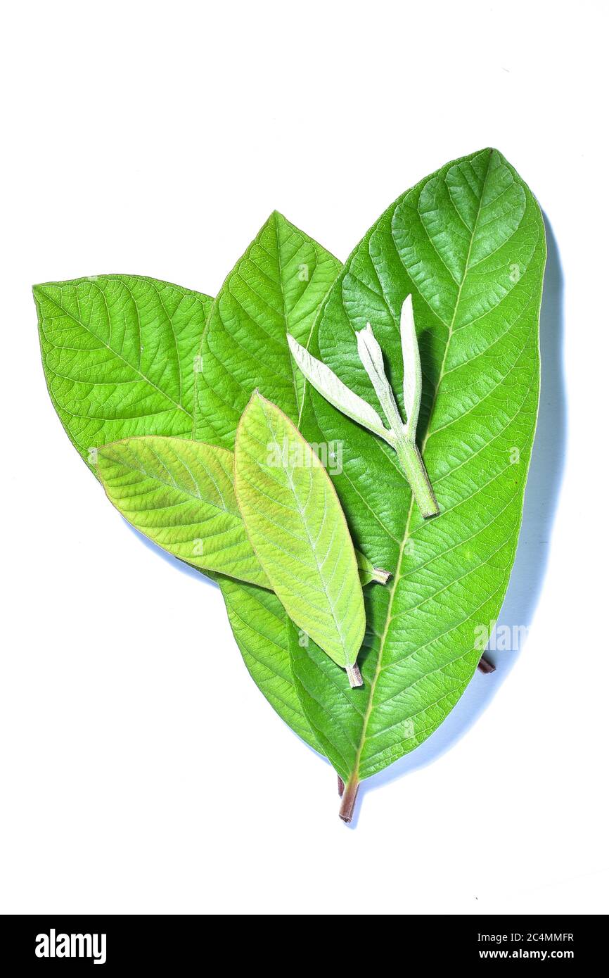 Organic guava leaves isolated on white background.Concept is Thai ...