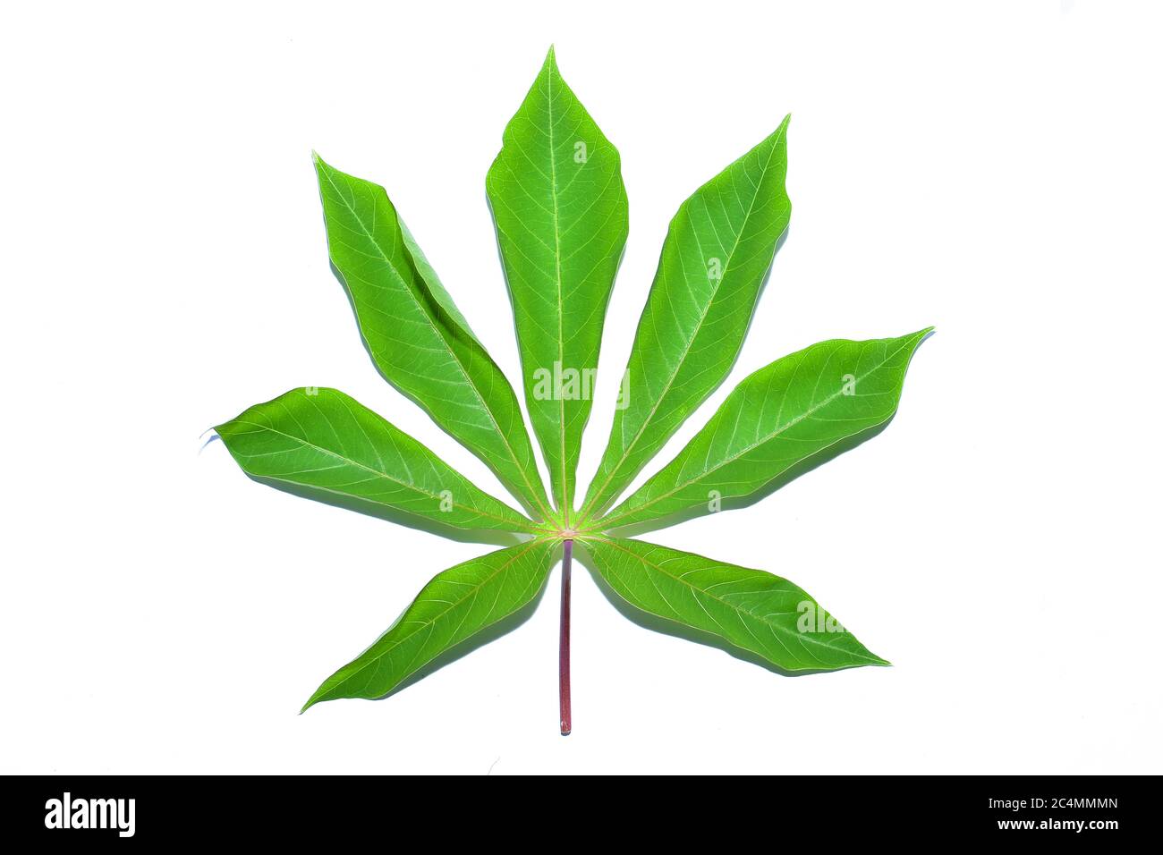 cassava leaves isolated on white background. HD Image and Large ...