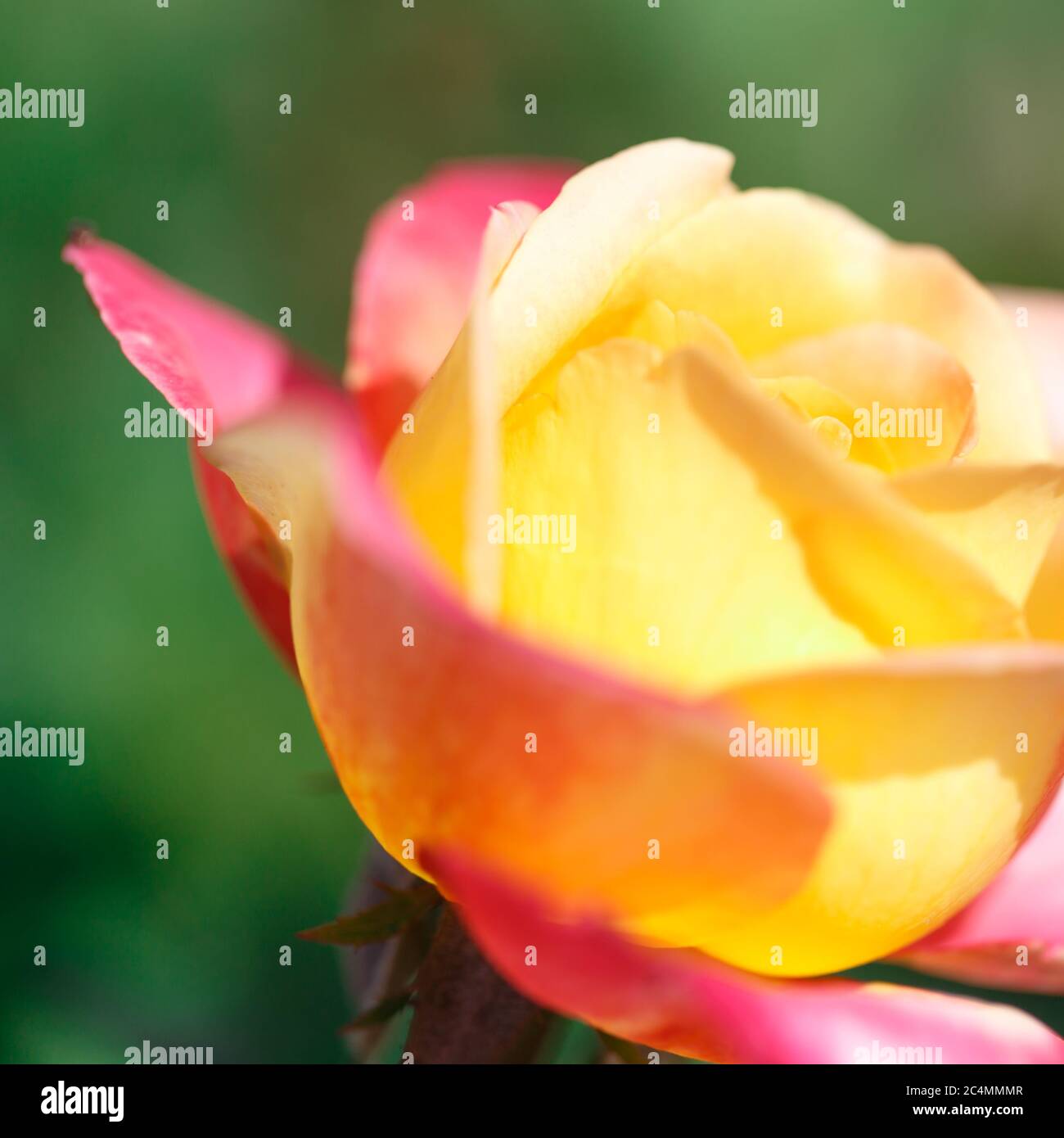 Tender roses. Background of blooming roses flowers. Sunny natural light ...