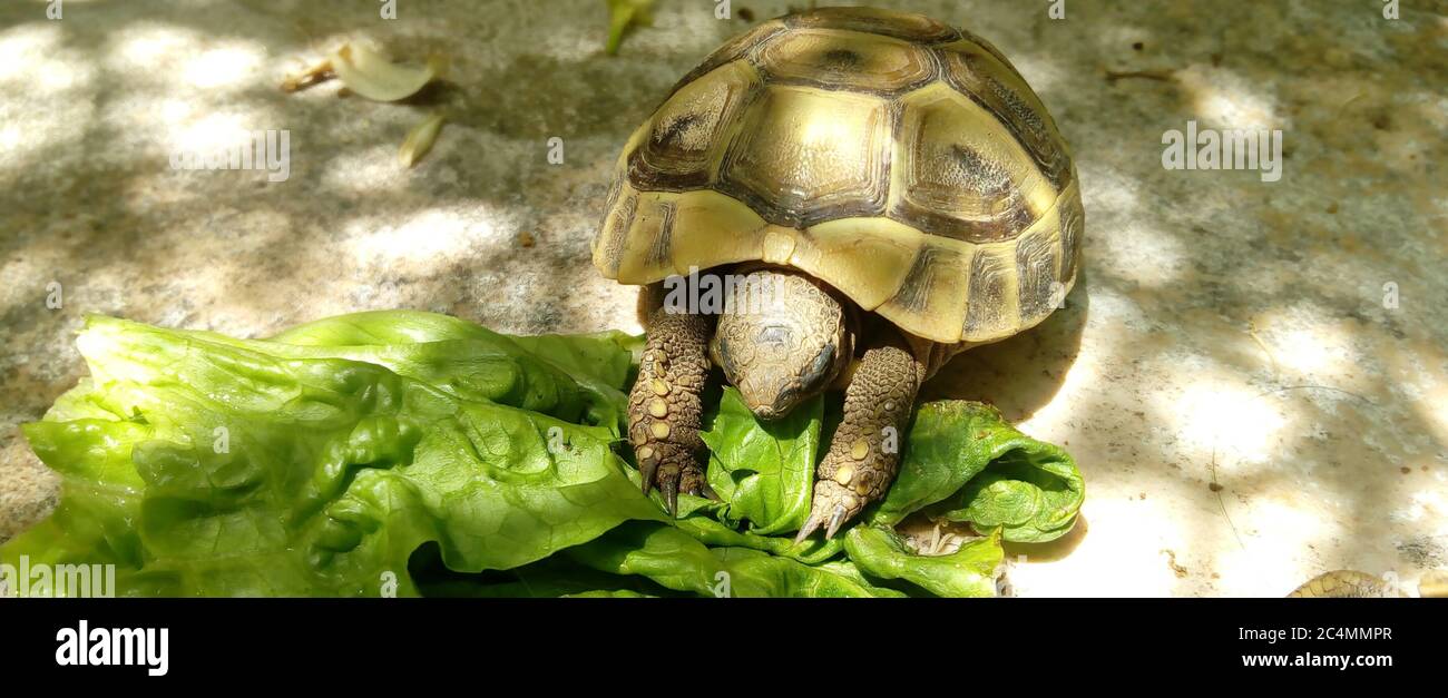 Turtle eating lettuce leaves with a shadow of leaves on the floor Stock ...