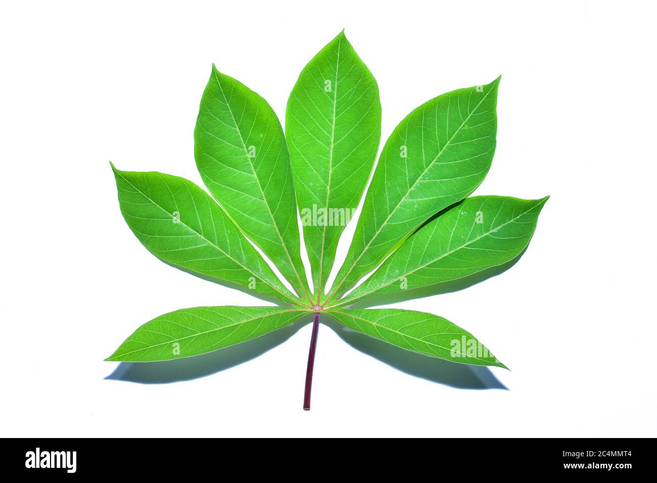 cassava leaves isolated on white background. HD Image and Large ...