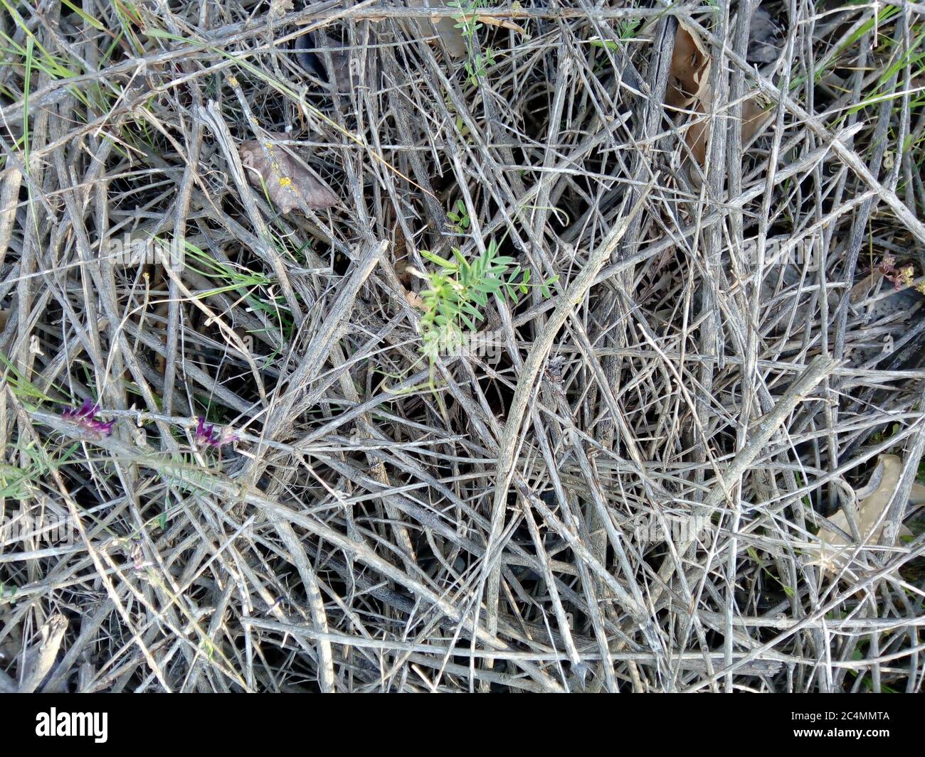 Closeup shot of a bunch of twigs Stock Photo - Alamy