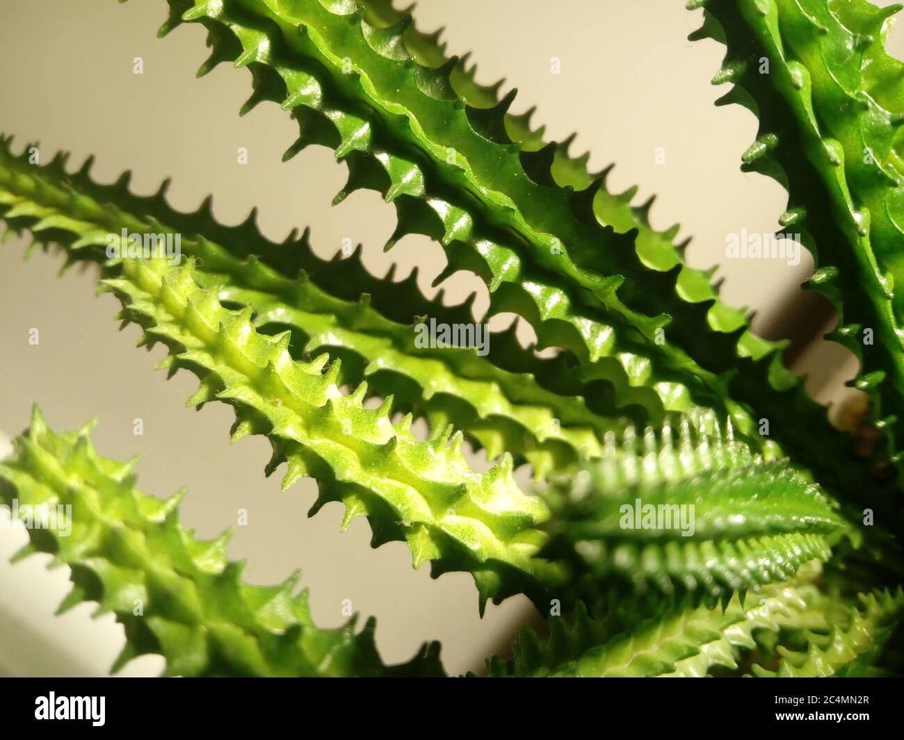 Penzigii hi-res stock photography and images - Alamy