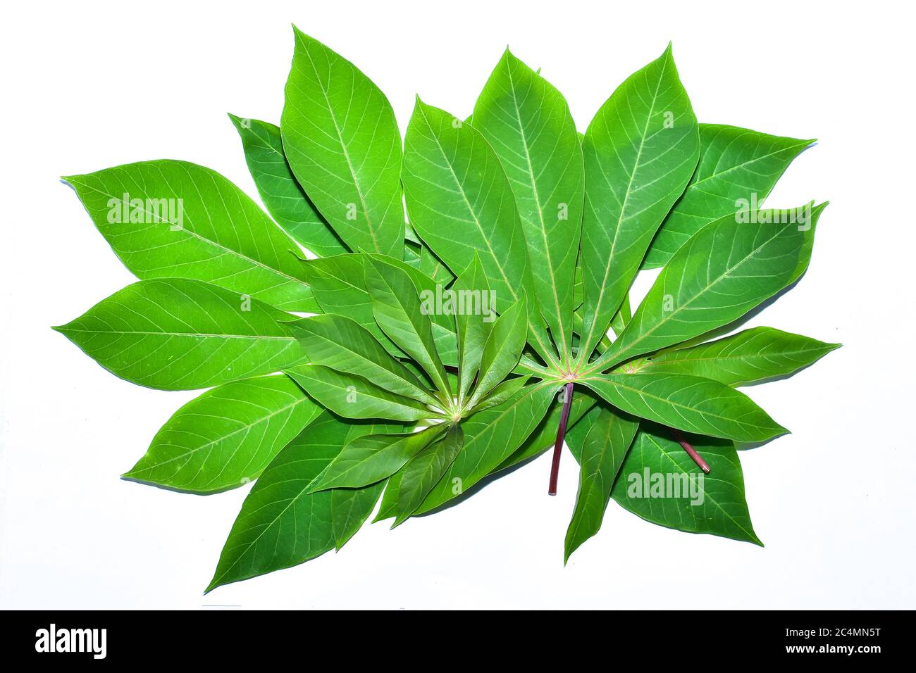 cassava leaves isolated on white background. HD Image and Large ...