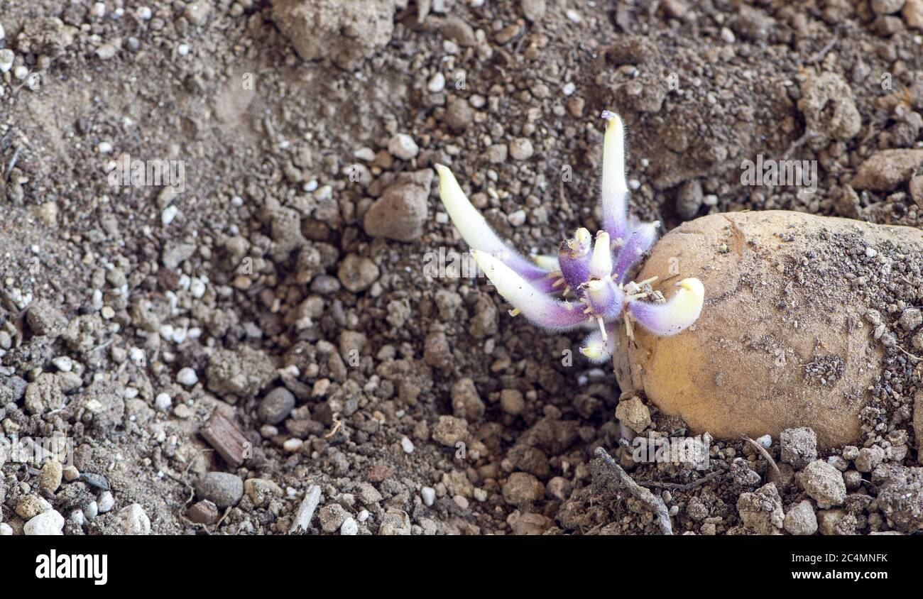 Potato roots dirt hi-res stock photography and images - Alamy