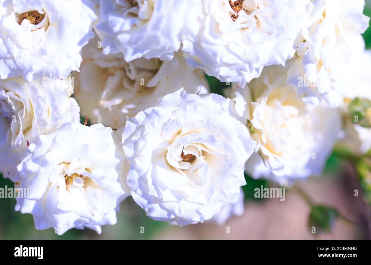 Tender roses. Background of blooming roses flowers. Sunny natural light ...